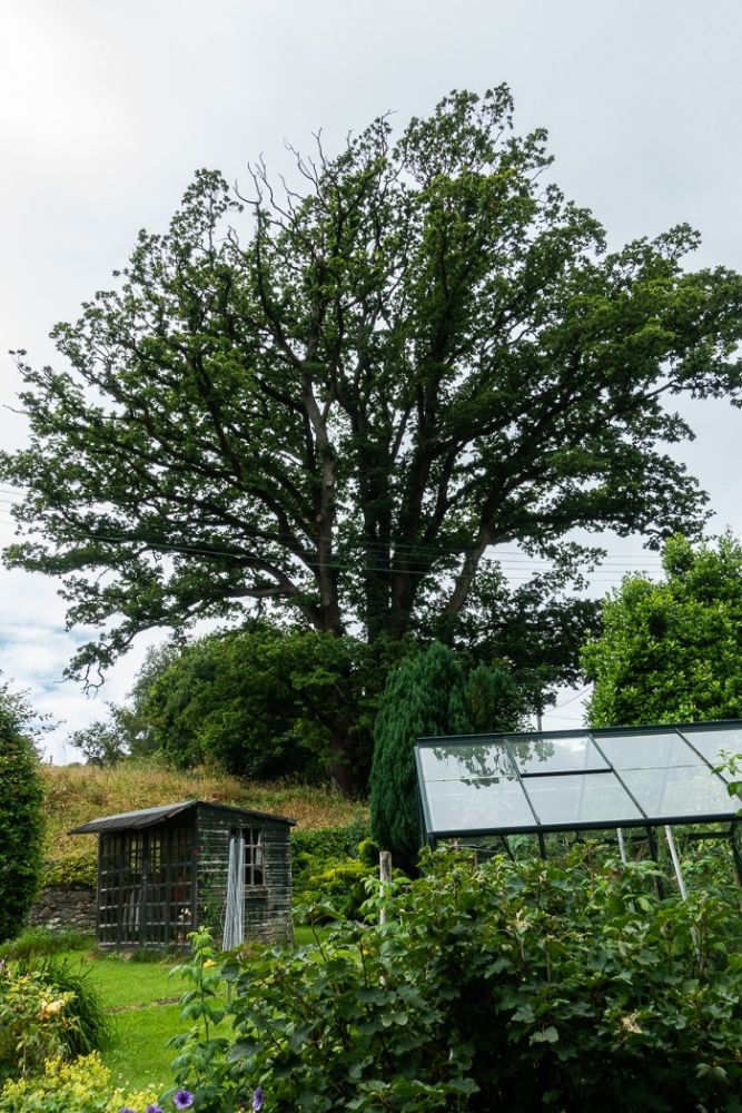 Old oak tree near A590